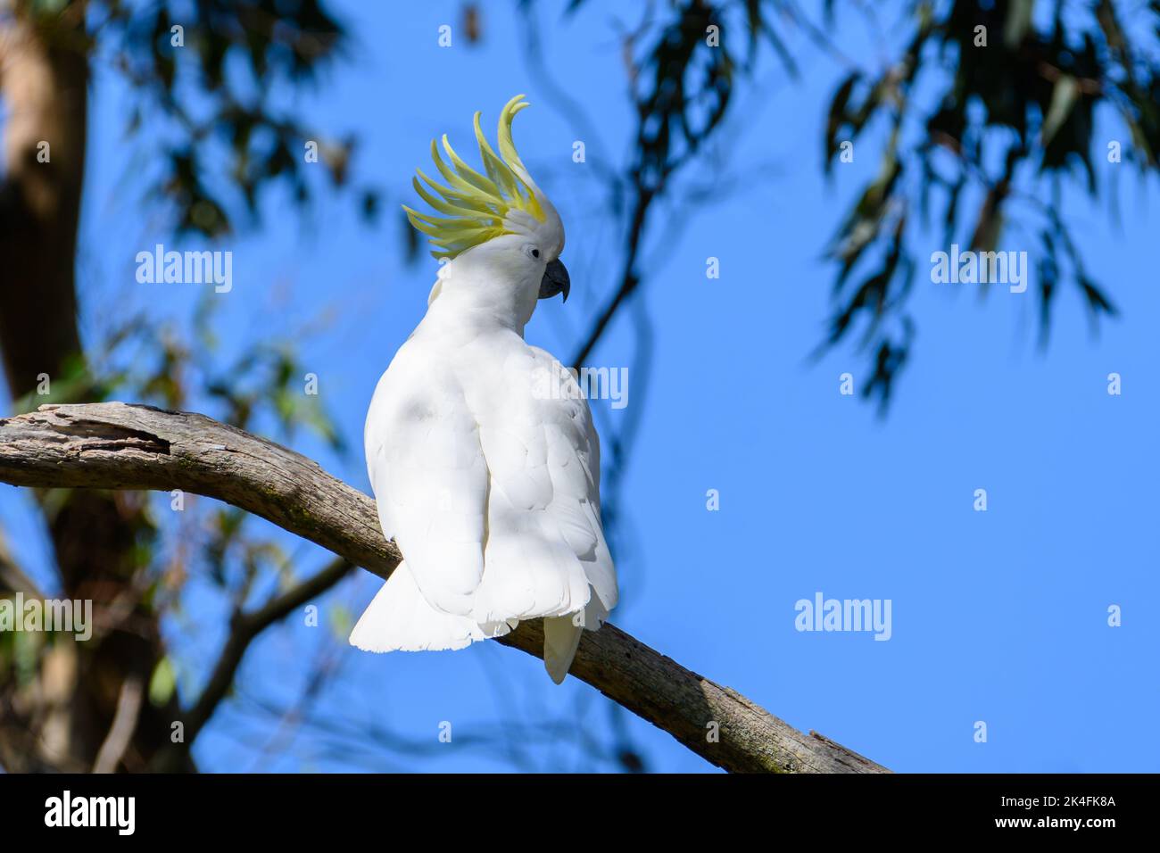Colorful cockatoo species hi-res stock photography and images - Alamy