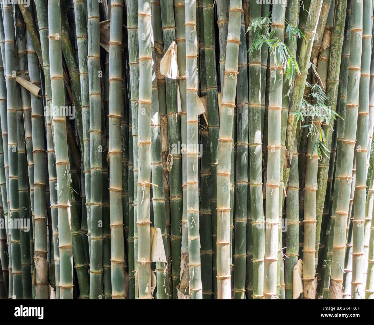 Grove of bamboo in Costa Rica Stock Photo - Alamy