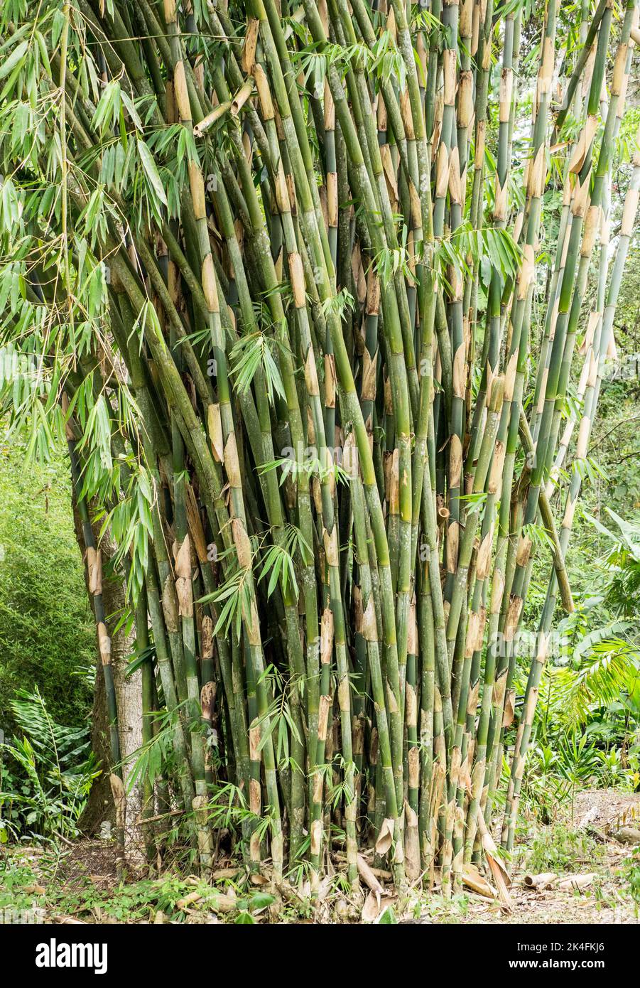 Bamboo building material hi-res stock photography and images - Alamy