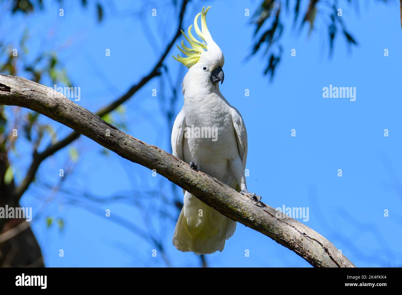 Beautiful colorful cockatoos standing on hi-res stock photography and ...