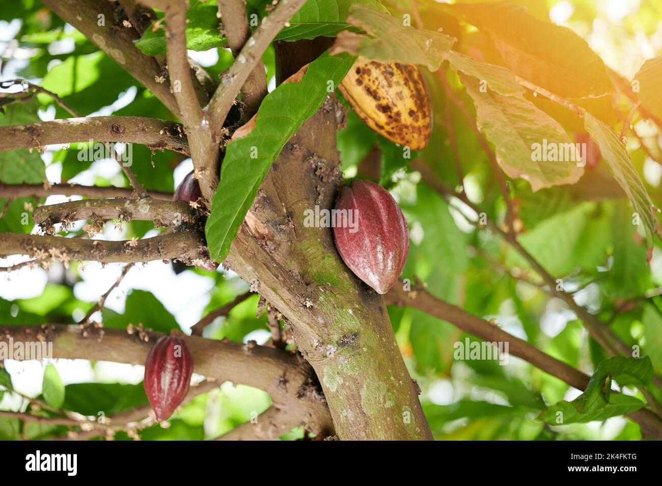Cacao tree plant with ripe pods close up view Stock Photo - Alamy