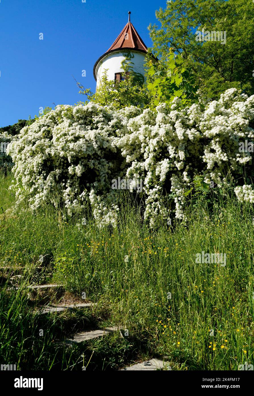 the scenic Bavarian town Neuburg an der Donau (or Neuburg the Danube ...