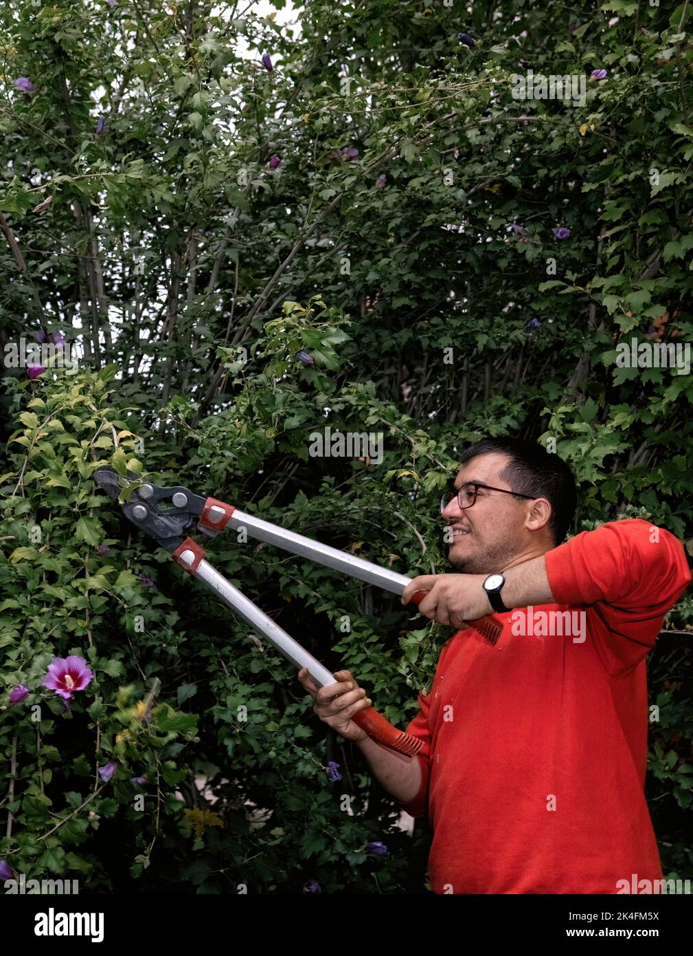 Hand cutting tree branches hi-res stock photography and images - Alamy