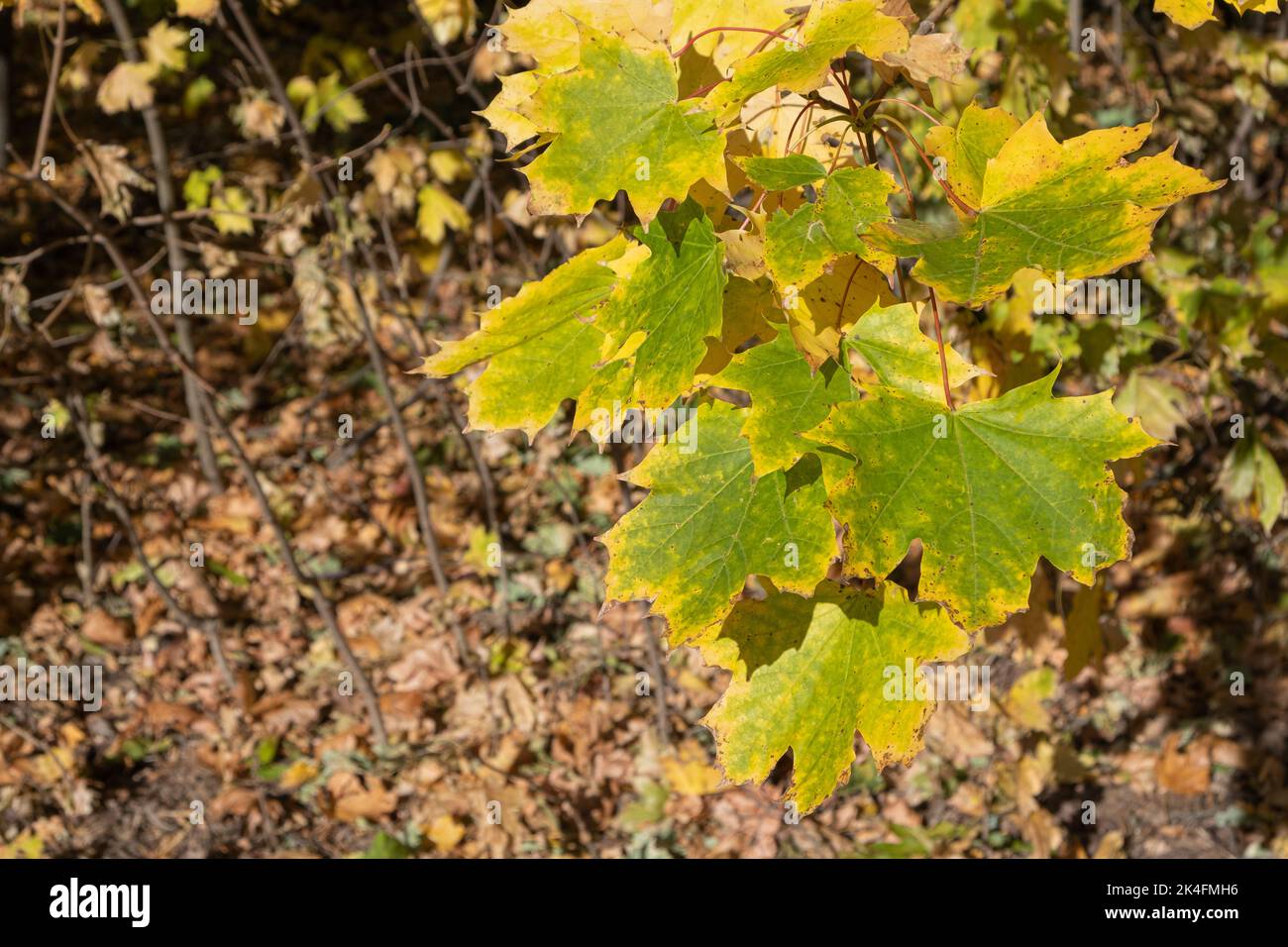 Autumn fall. Gold Trees in a park. Colorful foliage in the park ...