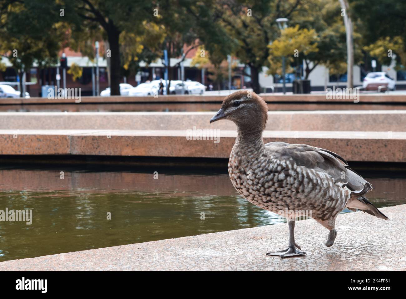 A closeup of a maned goose walking by the fountain in the city Stock ...