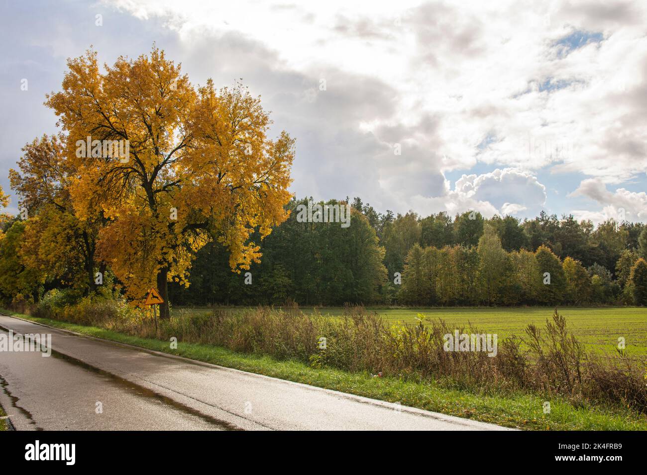 Road among trees on a wet autumn day in the sunshine after rainfall ...