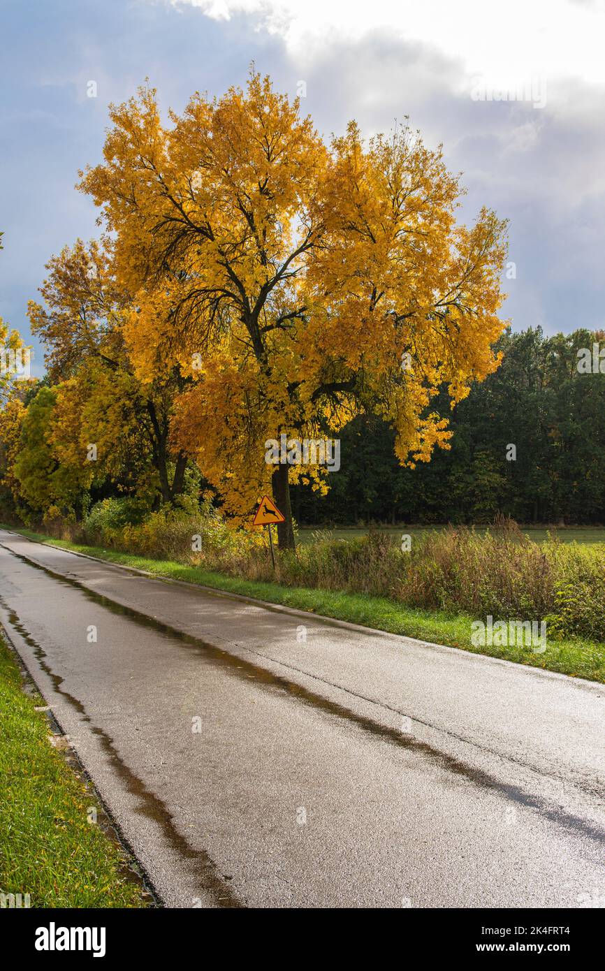 Road among trees on a wet autumn day in the sunshine after rainfall ...
