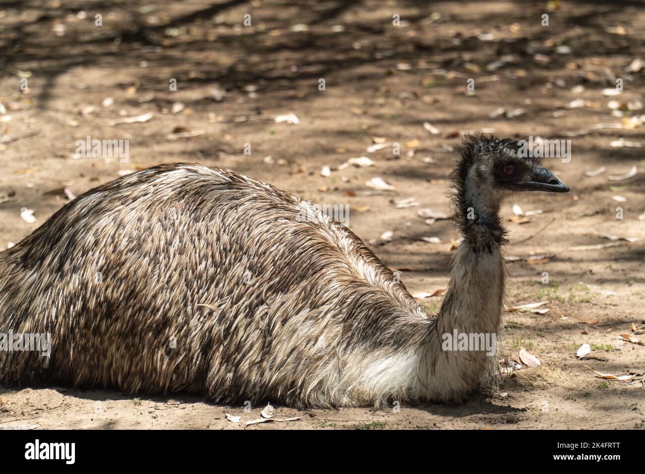 A closeup of a Kangaroo Island emu or dwarf emu (Dromaius ...