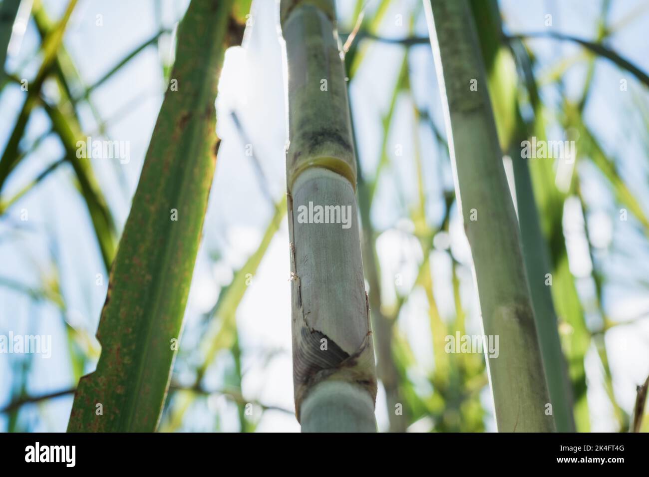 detailed view of a sugar cane stalk in the process of ripening, for the ...
