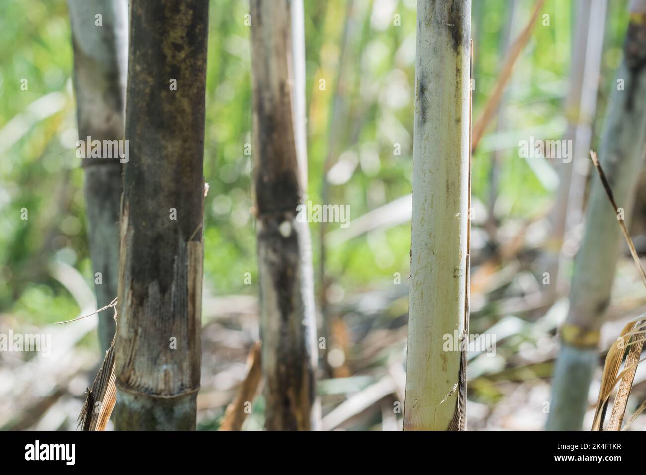 Saccharum officinarum or green sugar cane. raw material for the ...