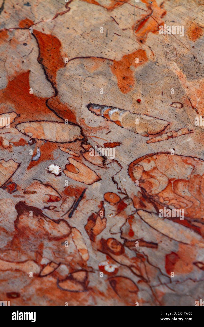 Closeup detail of the red fossiliferous limestone Stock Photo - Alamy