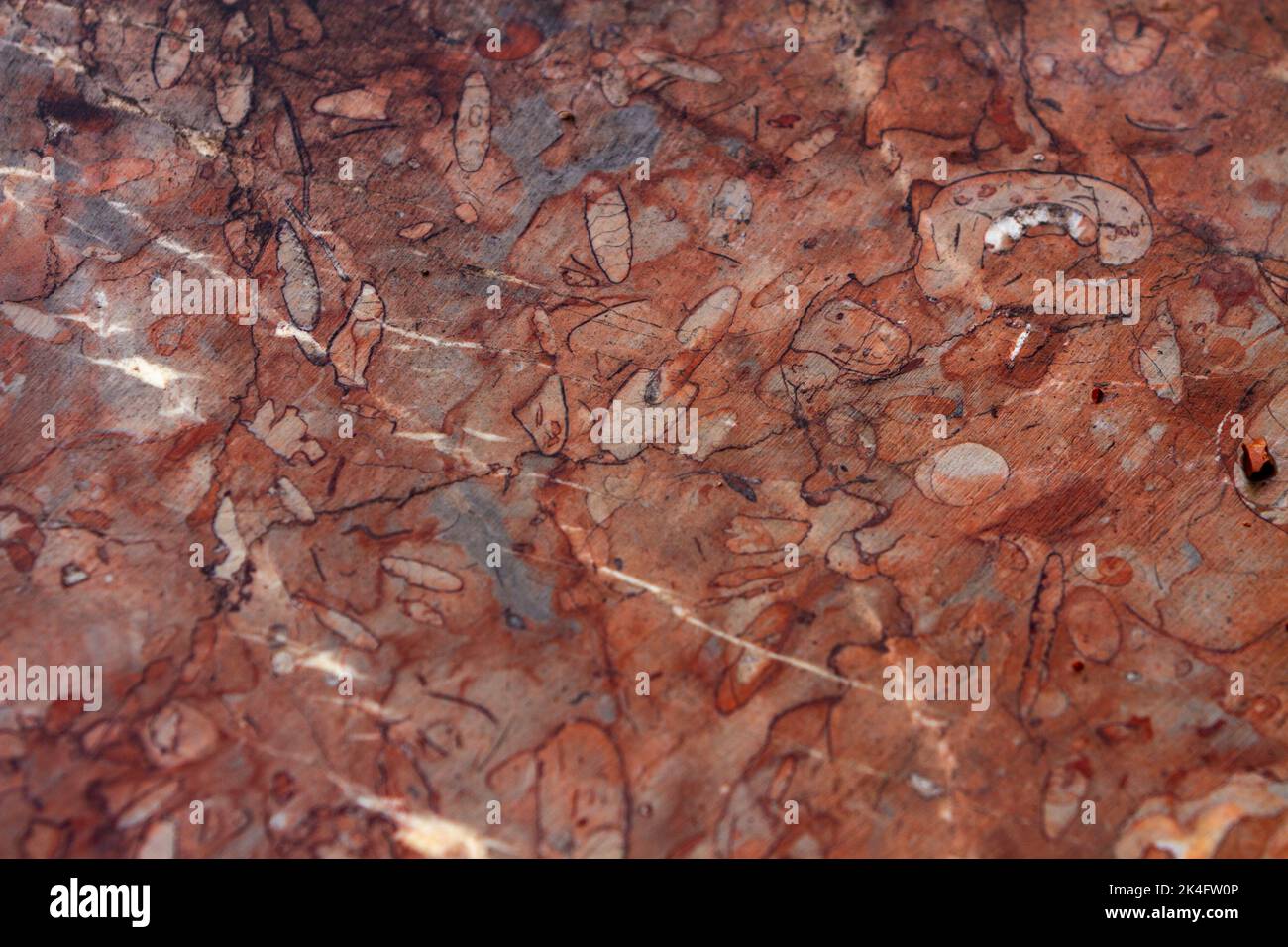 Fossiliferous limestone hi-res stock photography and images - Alamy