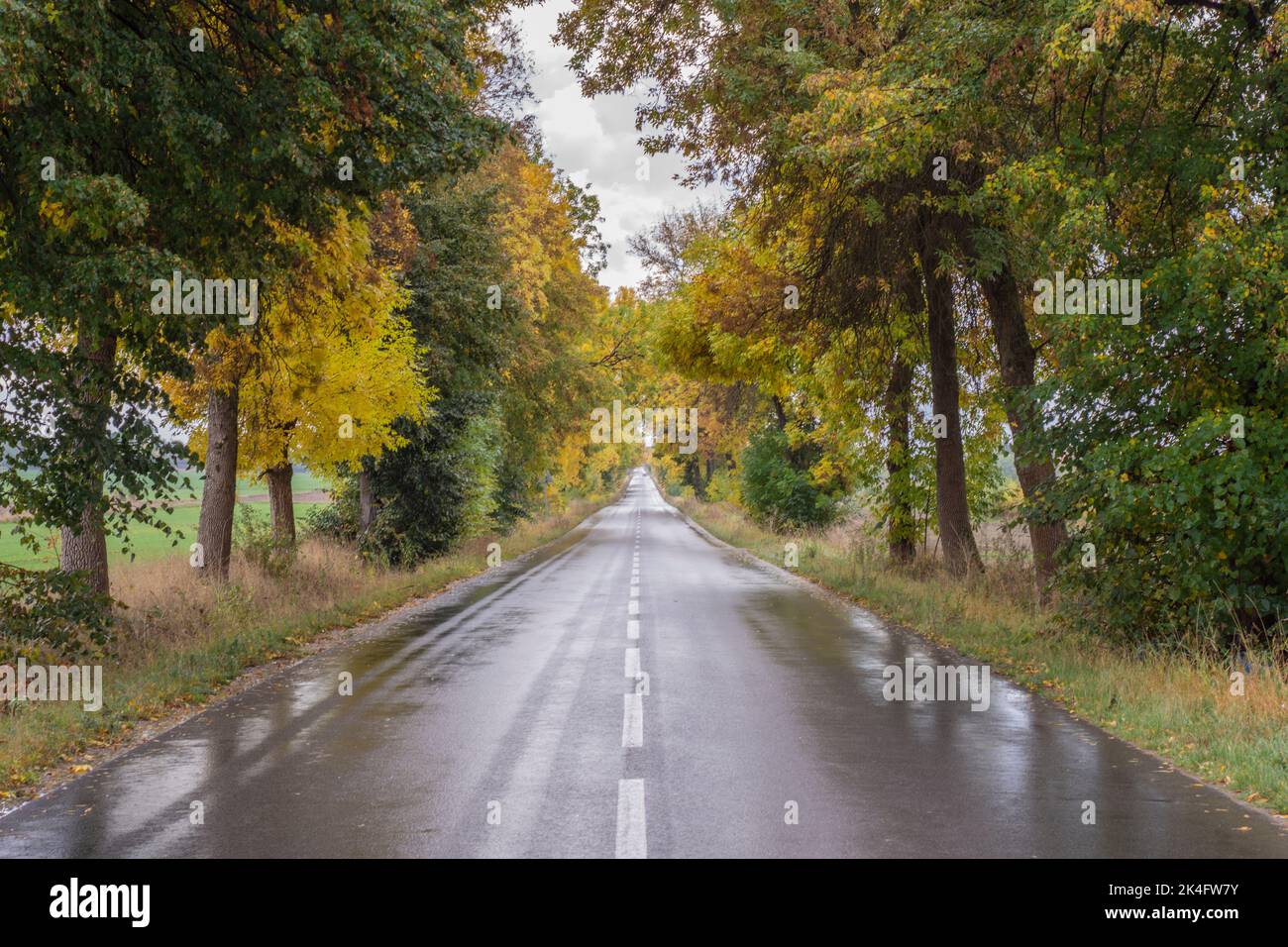 Road among trees on a wet autumn day in the sunshine after rainfall ...