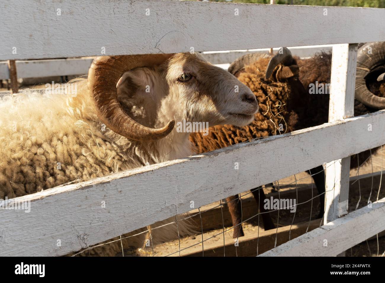 Close-up of a male ram on a farm Stock Photo - Alamy