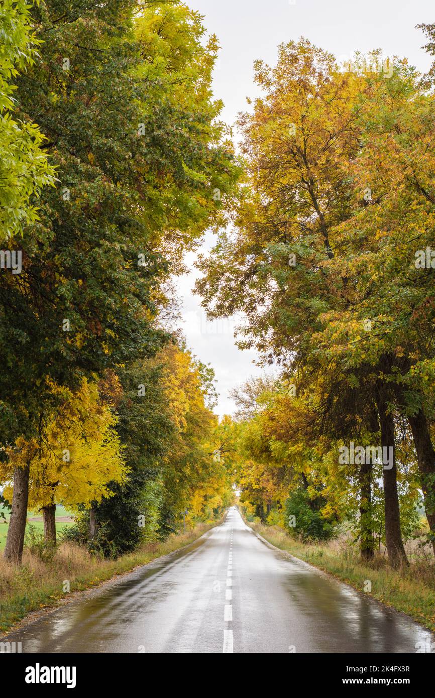 Road among trees on a wet autumn day in the sunshine after rainfall ...