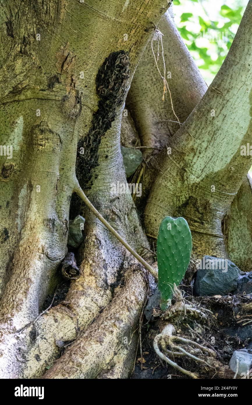 tree with several branches, cactus growing at the roots, mexico ...
