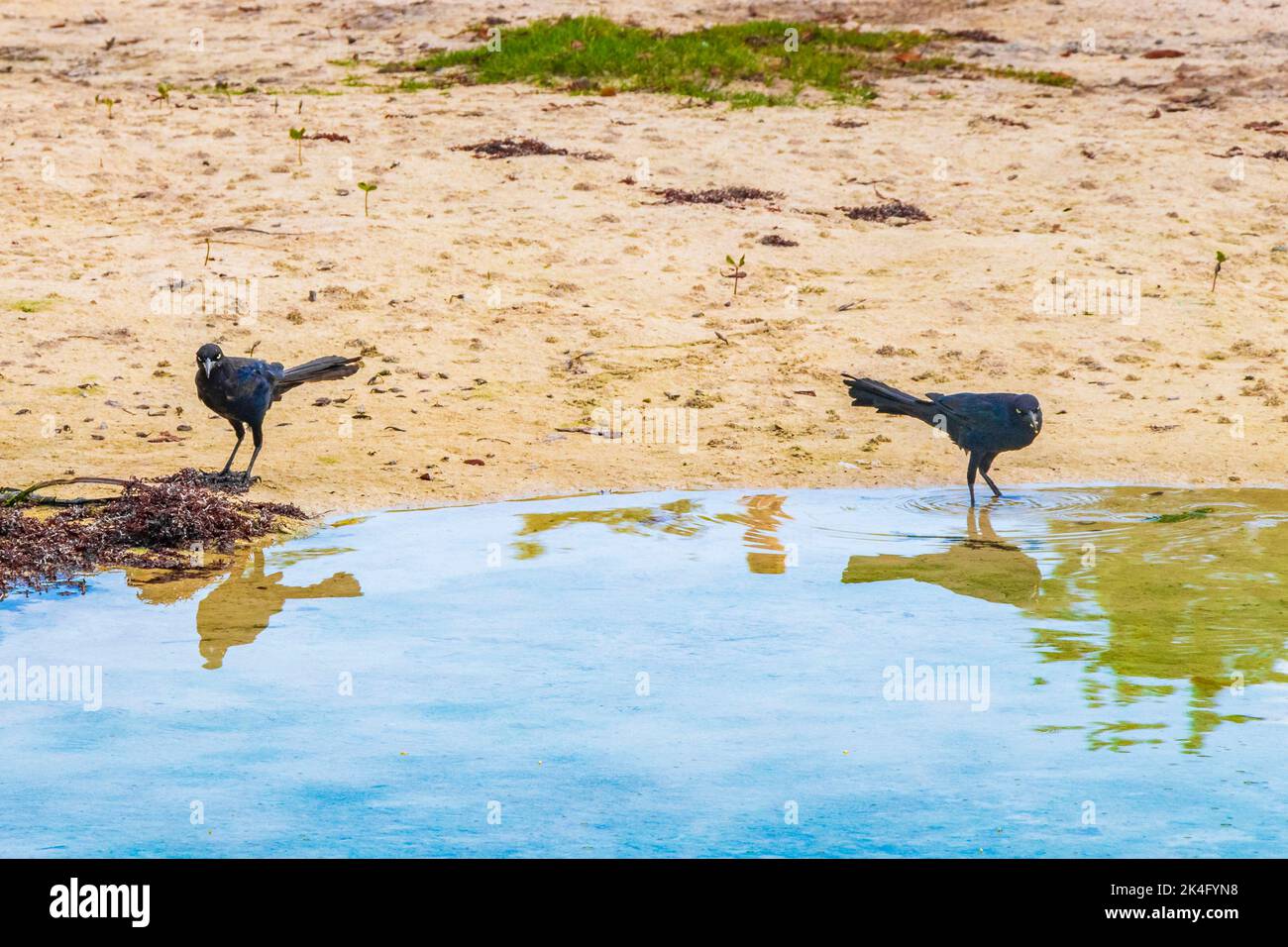 Great-Tailed Grackle Quiscalus mexicanus male female bird birds ...