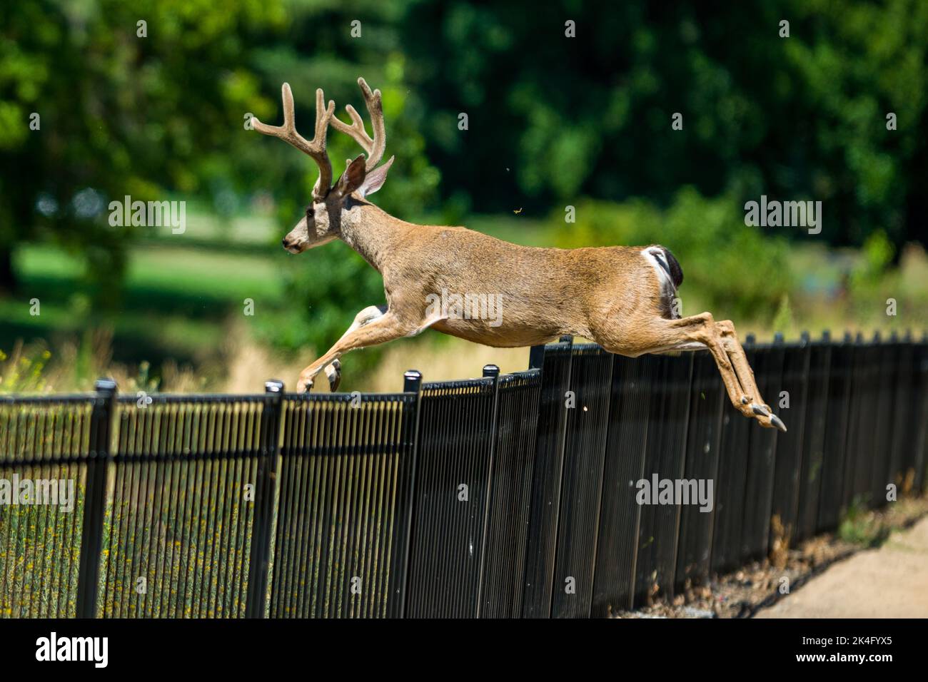 Deer jumping over fence hi-res stock photography and images - Alamy