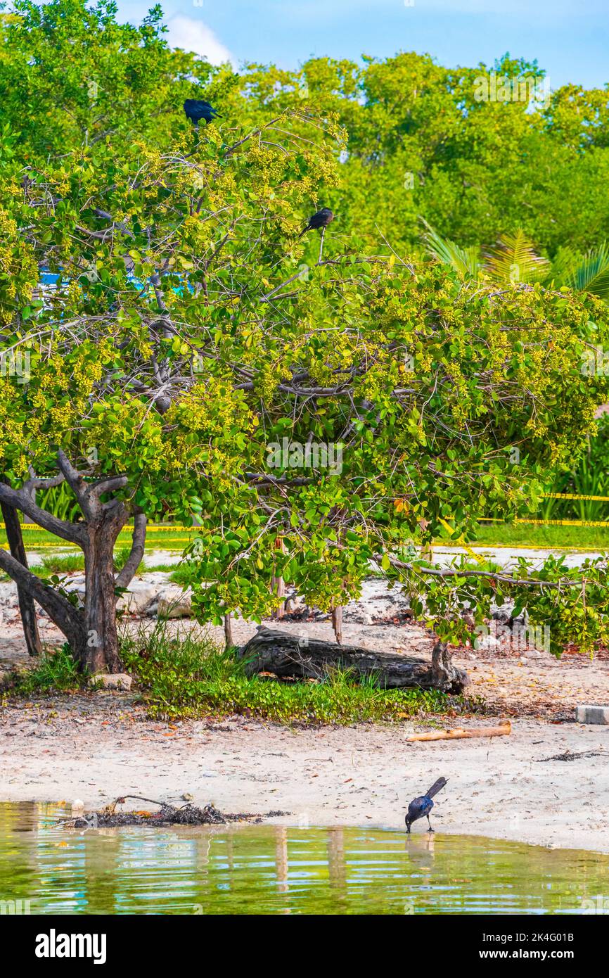Great-Tailed Grackle Quiscalus mexicanus male female bird birds ...