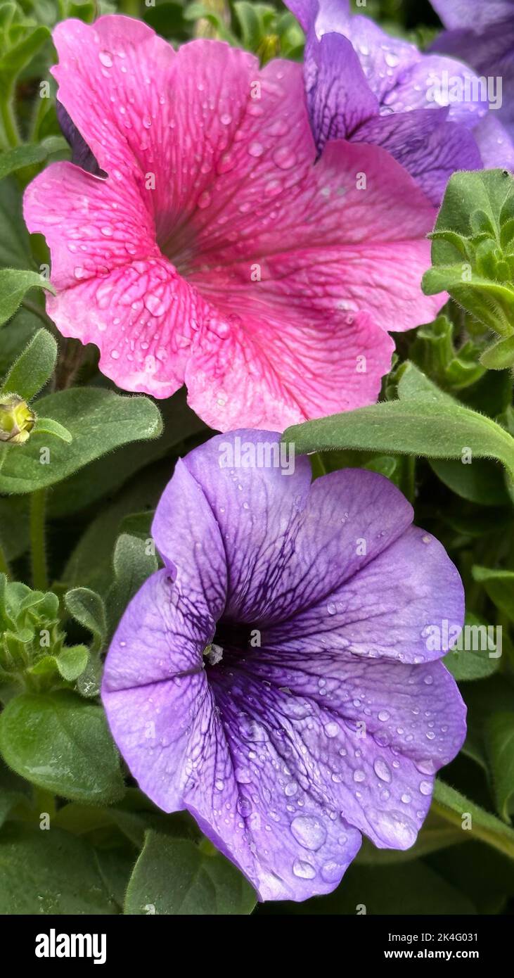 Petunia