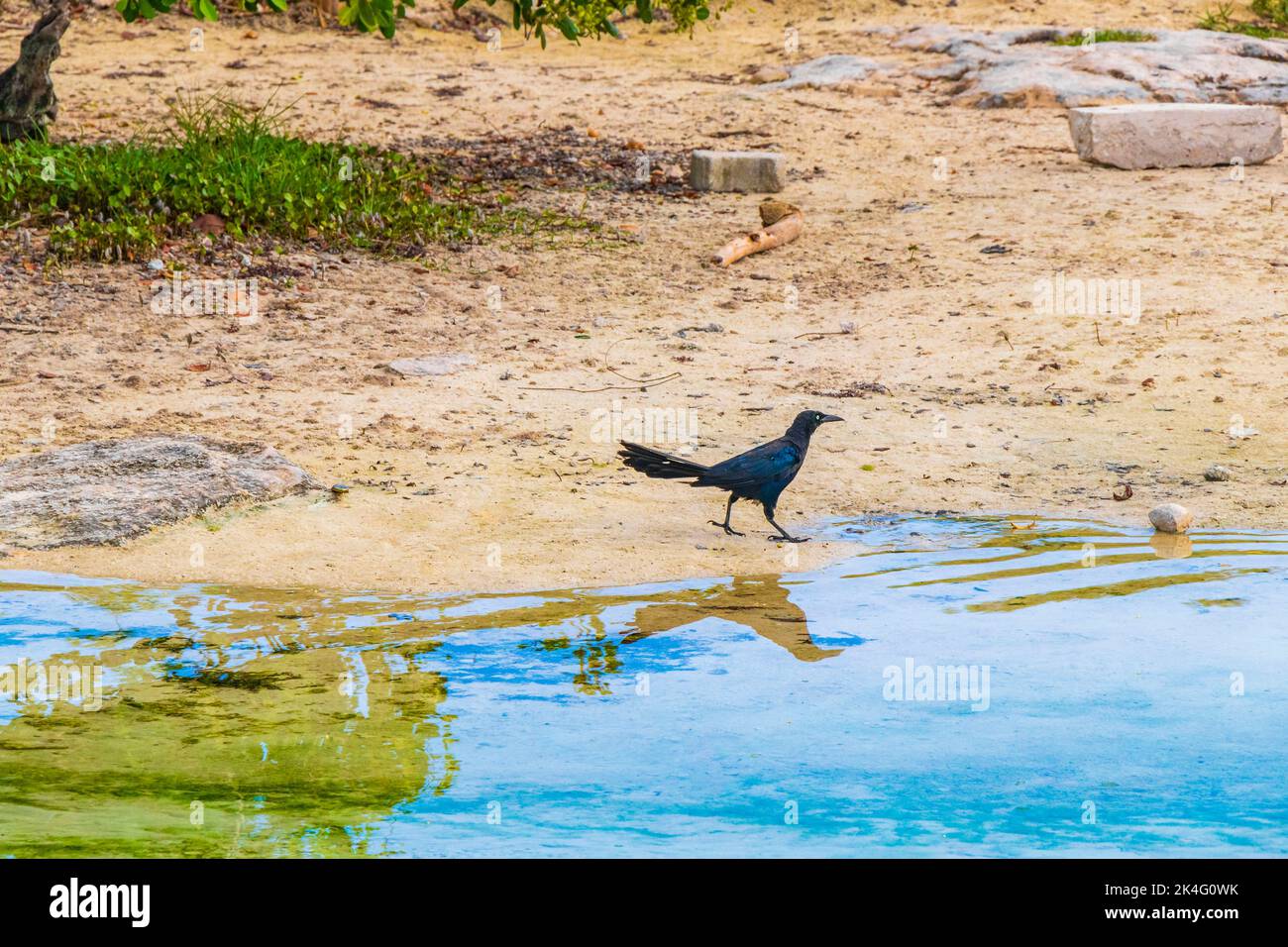 Great-Tailed Grackle Quiscalus mexicanus male female bird birds ...