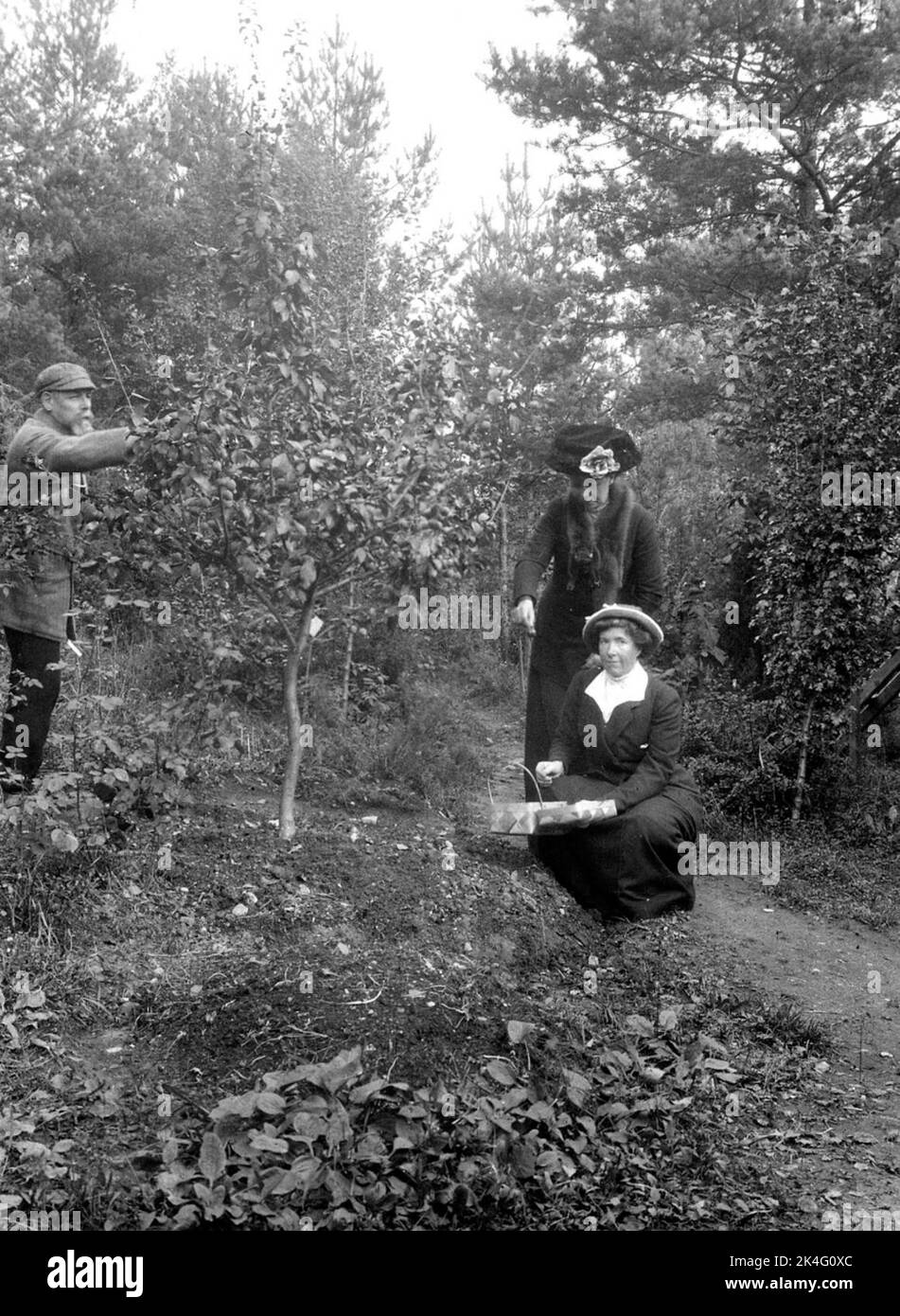 Group of fruit trees Black and White Stock Photos & Images - Alamy