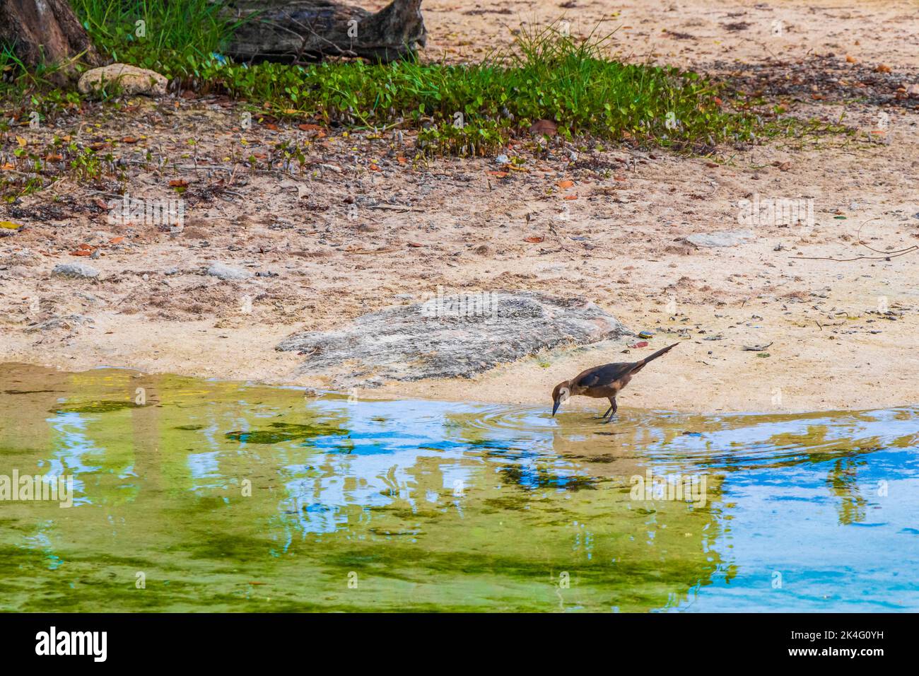 Great-Tailed Grackle Quiscalus mexicanus male female bird birds ...