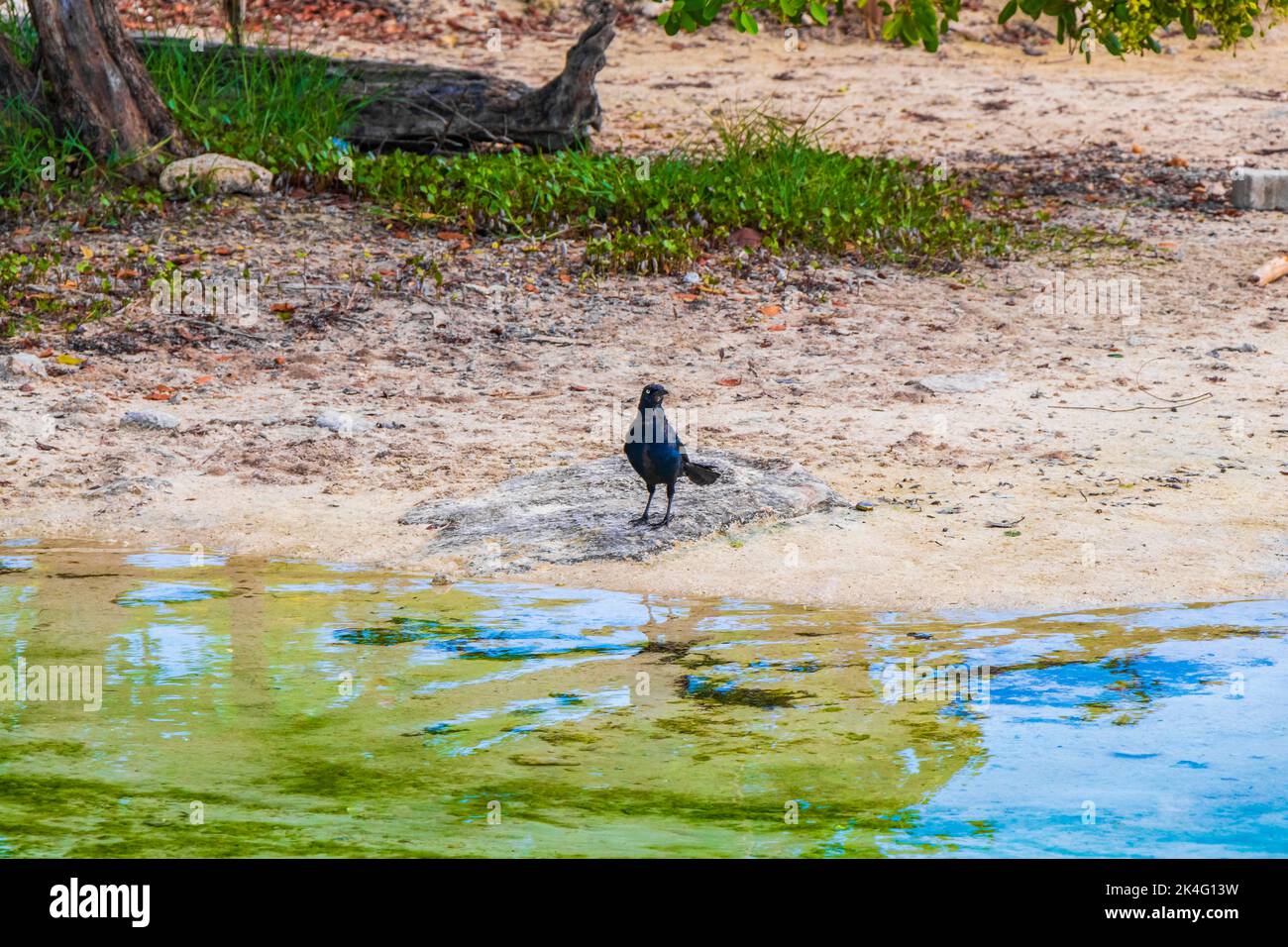 Great-Tailed Grackle Quiscalus mexicanus male female bird birds ...