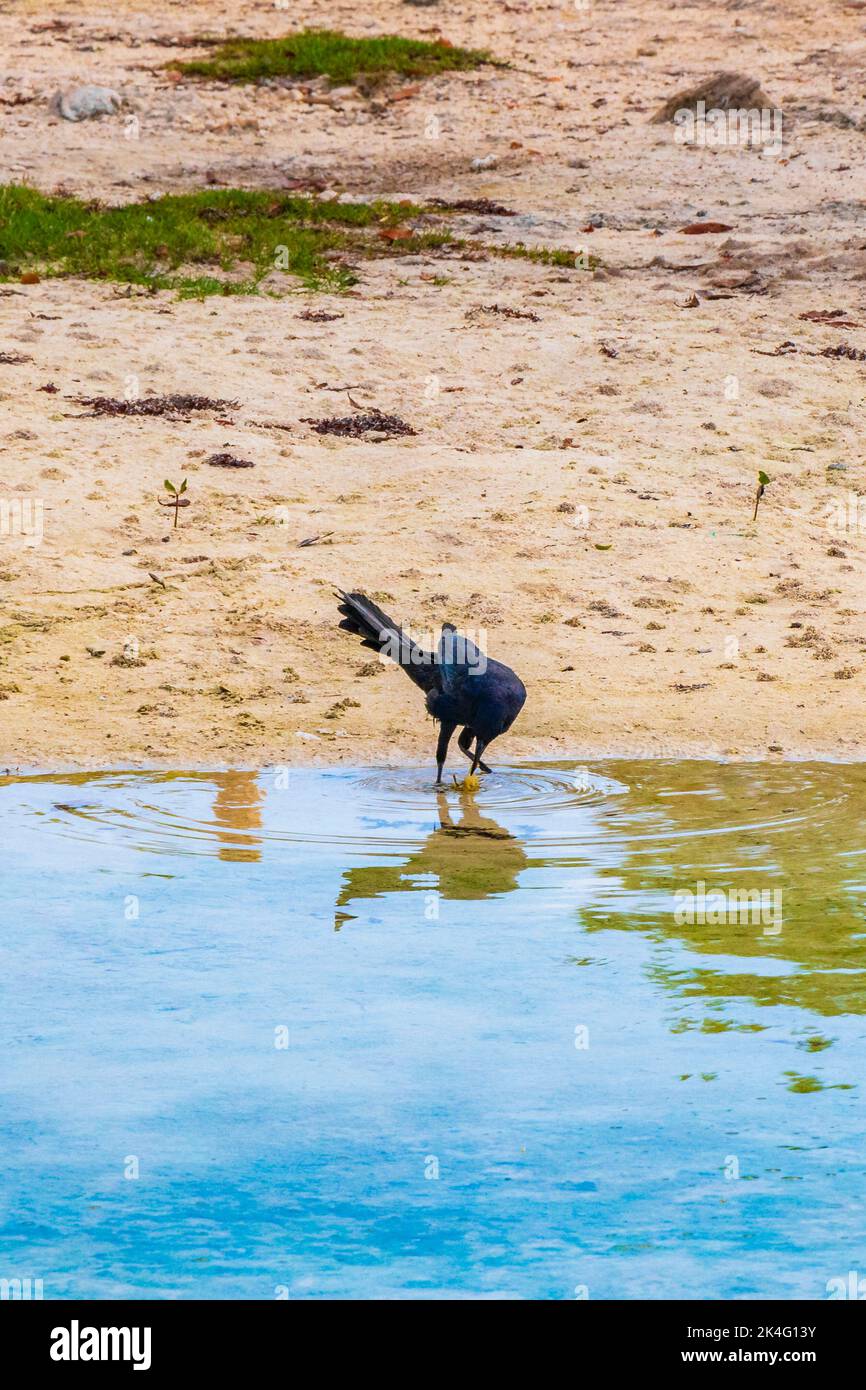 Great-Tailed Grackle Quiscalus mexicanus male female bird birds ...