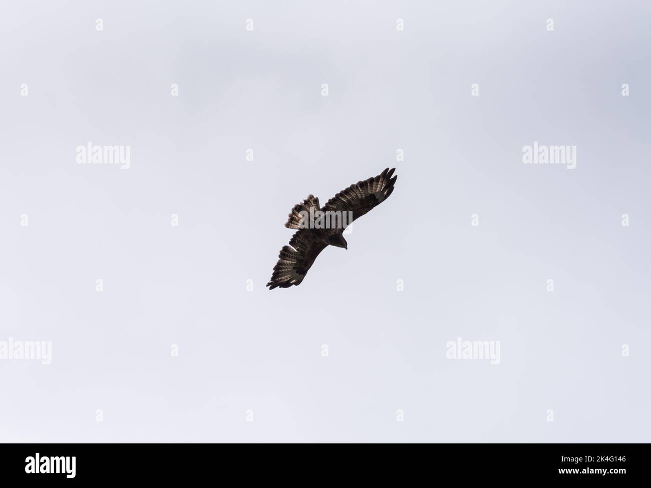 Soaring Common Buzzard (Buteo buteo Stock Photo - Alamy