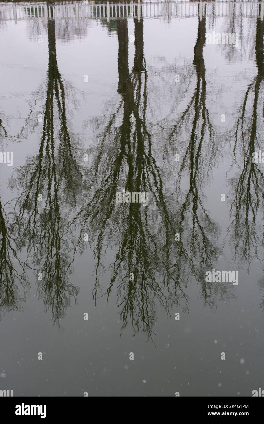 Tree reflection on water surface. Nature background Stock Photo - Alamy