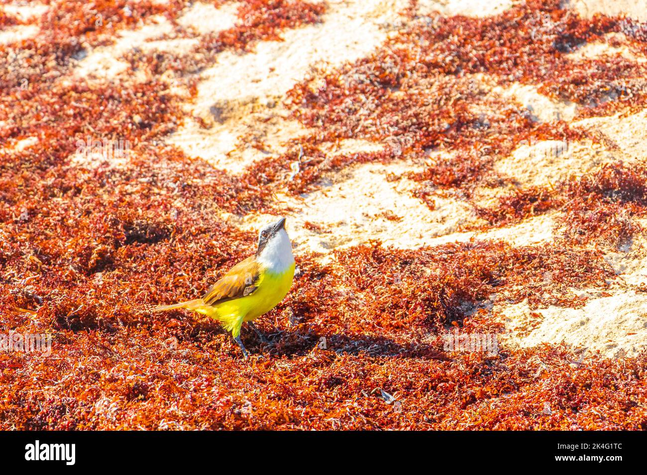 Great Kiskadee yellow brown male female bird birds eating disgusting ...