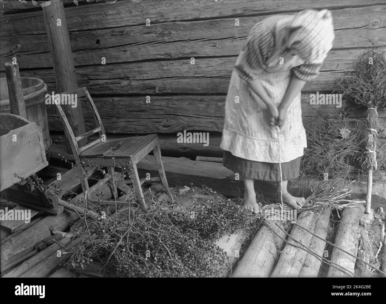 Woman binds wreaths of dwarf birch (poor birch, Betula Nana). Against ...