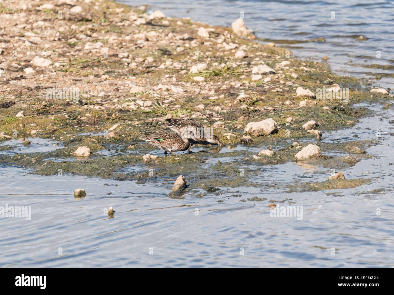 Foraging Teal (Anas crecca Stock Photo - Alamy