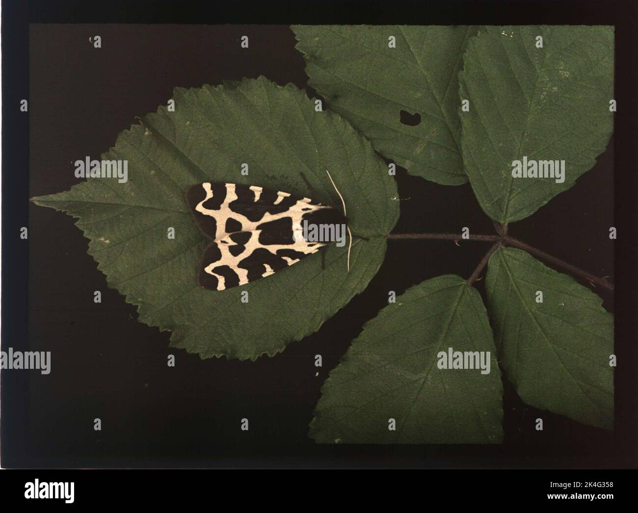 Butterfly on leaves. Autochrome / Autochrom photography. Nordic Stock ...