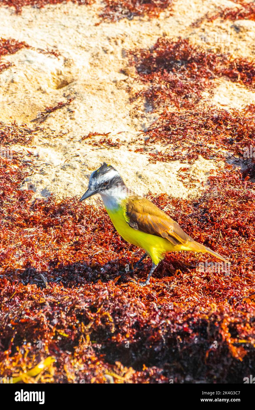 Great Kiskadee yellow brown male female bird birds eating disgusting ...