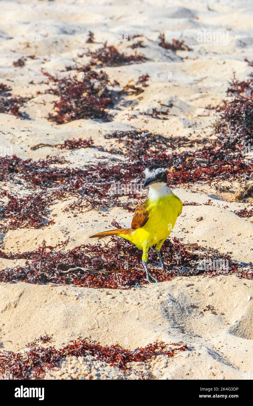 Great Kiskadee yellow brown male female bird birds eating disgusting ...