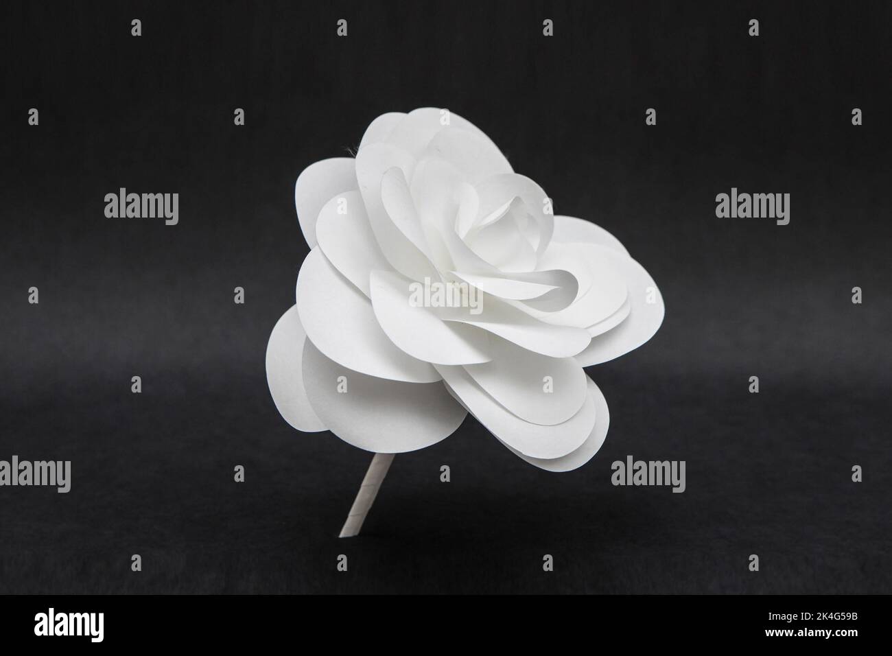 White paper rose flower isolated on black background, element of ...