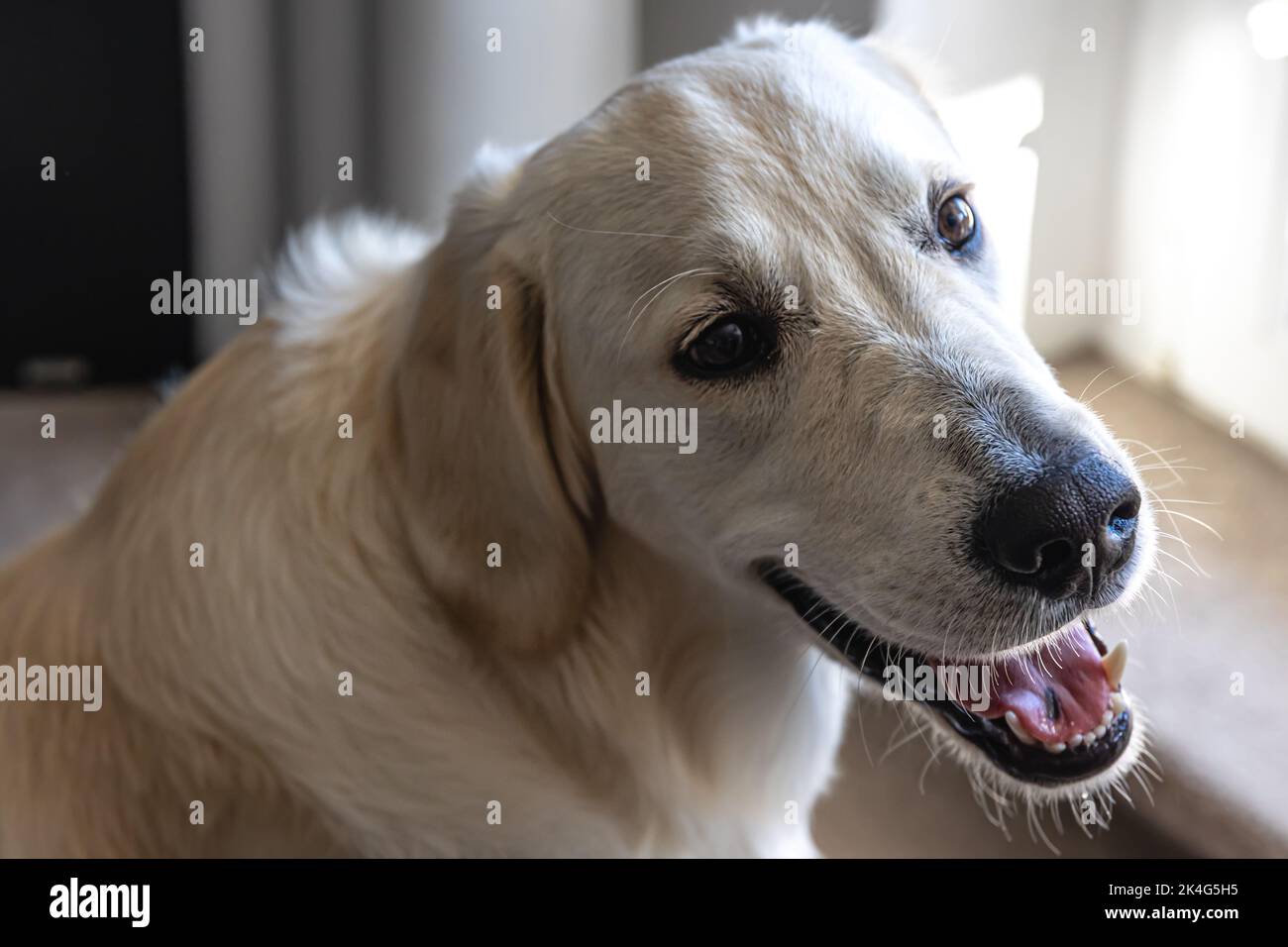 Labrador chilling hi-res stock photography and images - Alamy