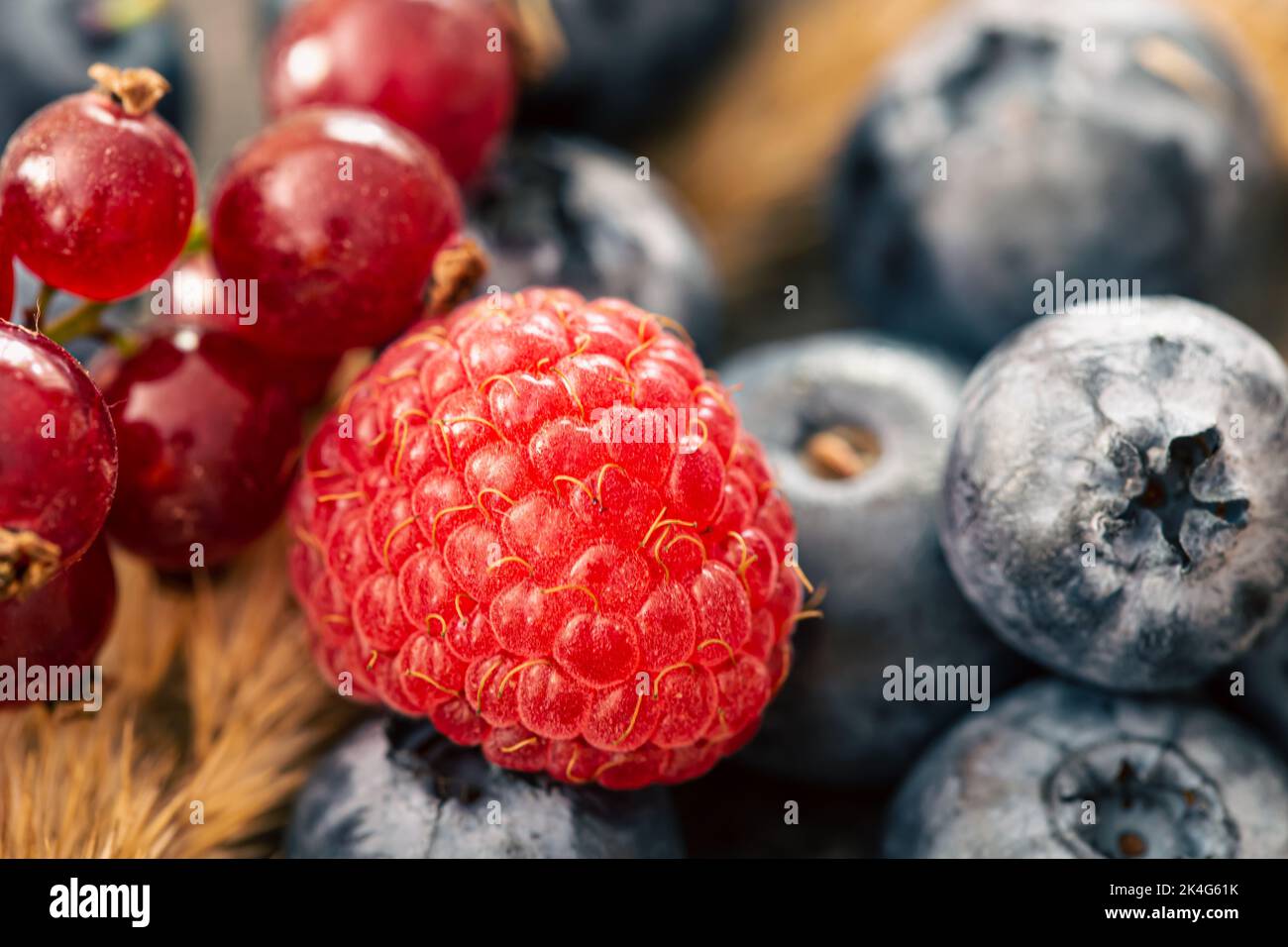 Natural background with different wild berries, macro shot Stock Photo ...