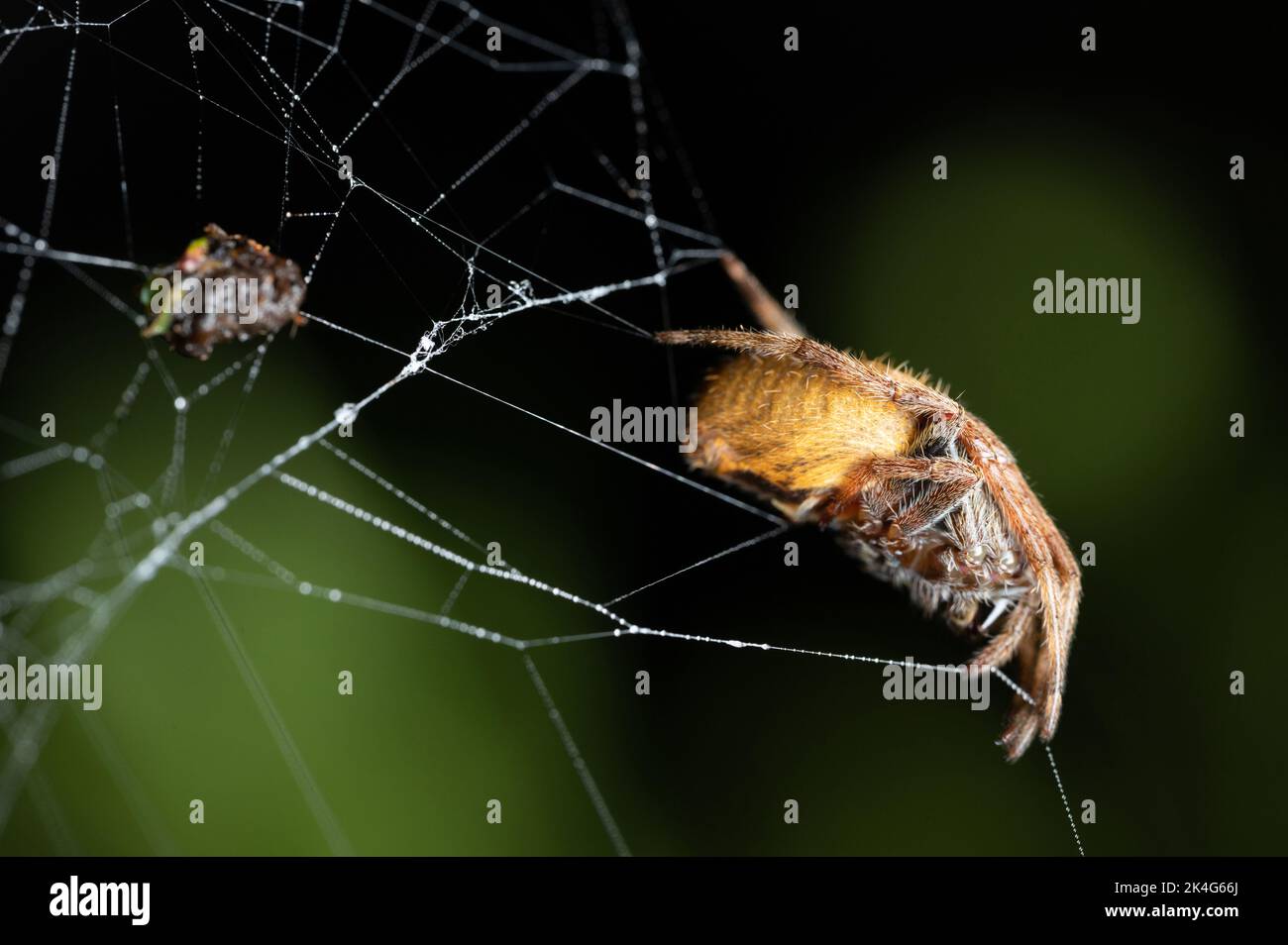 Side view of spider sitting on web close up view Stock Photo - Alamy