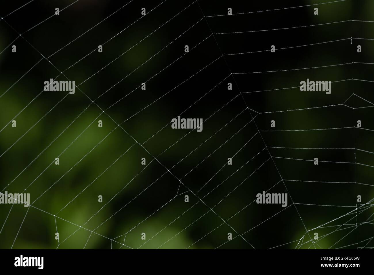 Spider web background hi-res stock photography and images - Alamy