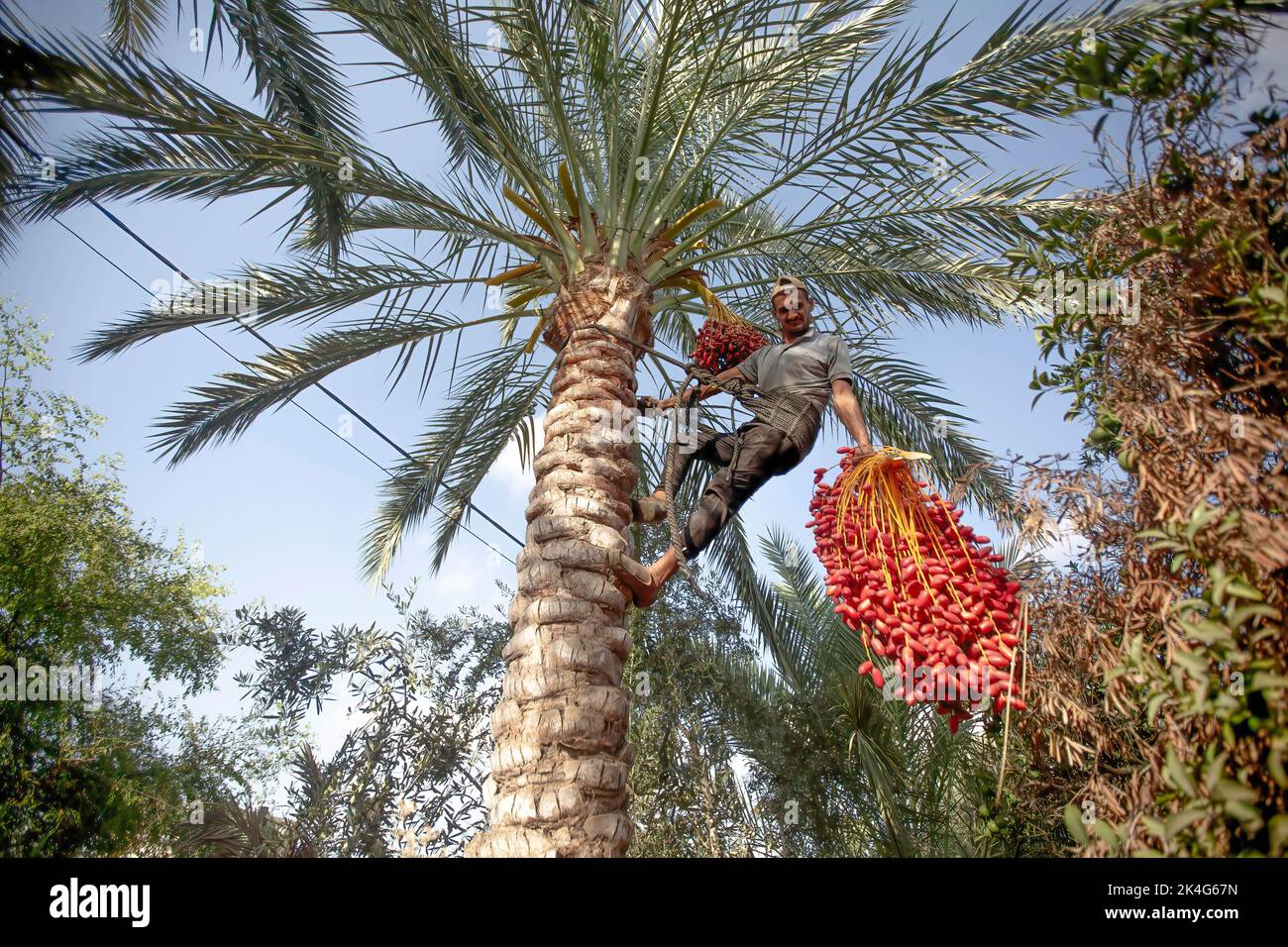 A Palestinian farmer harvests dates on a farm during the harvesting ...