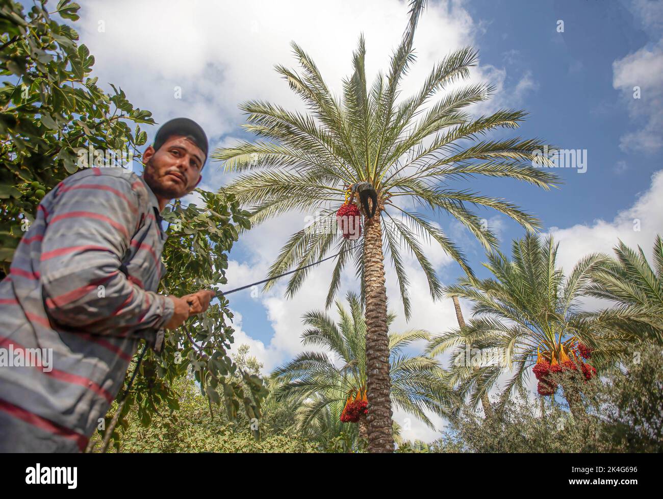 A Palestinian farmer harvests dates on a farm during the harvesting ...