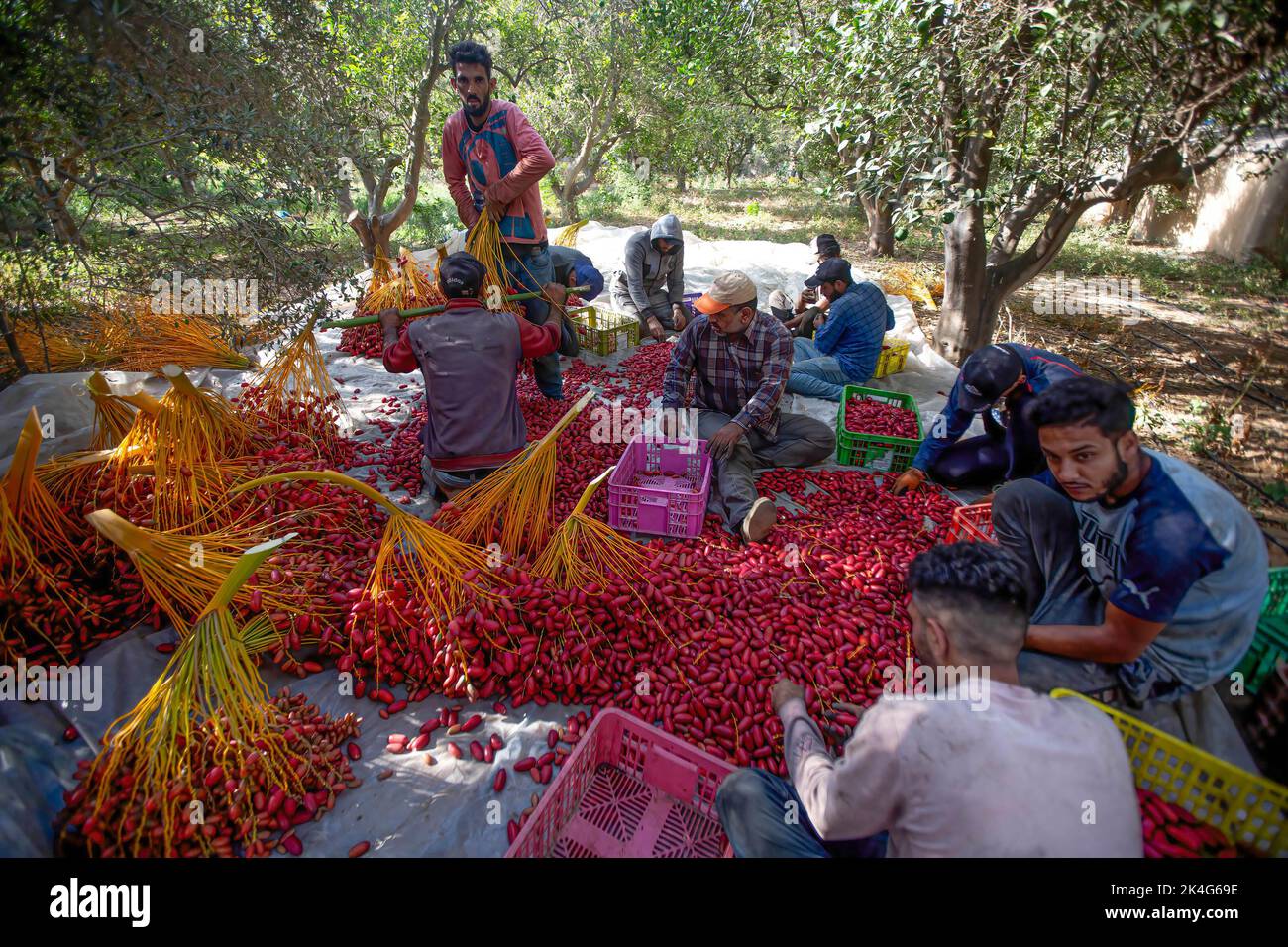 Palestinian farmers sort dates on a farm during the harvesting season ...