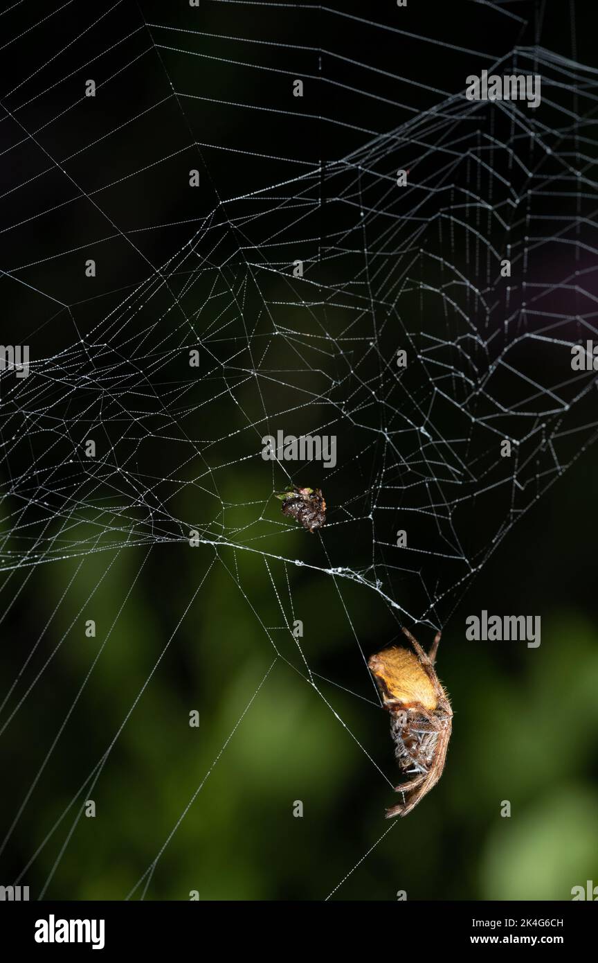 Spider with its catch hi-res stock photography and images - Alamy