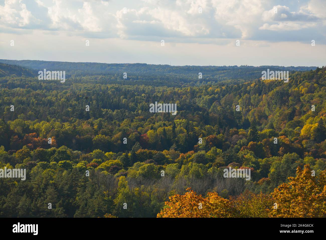 Larch tree orange autumn hi-res stock photography and images - Alamy