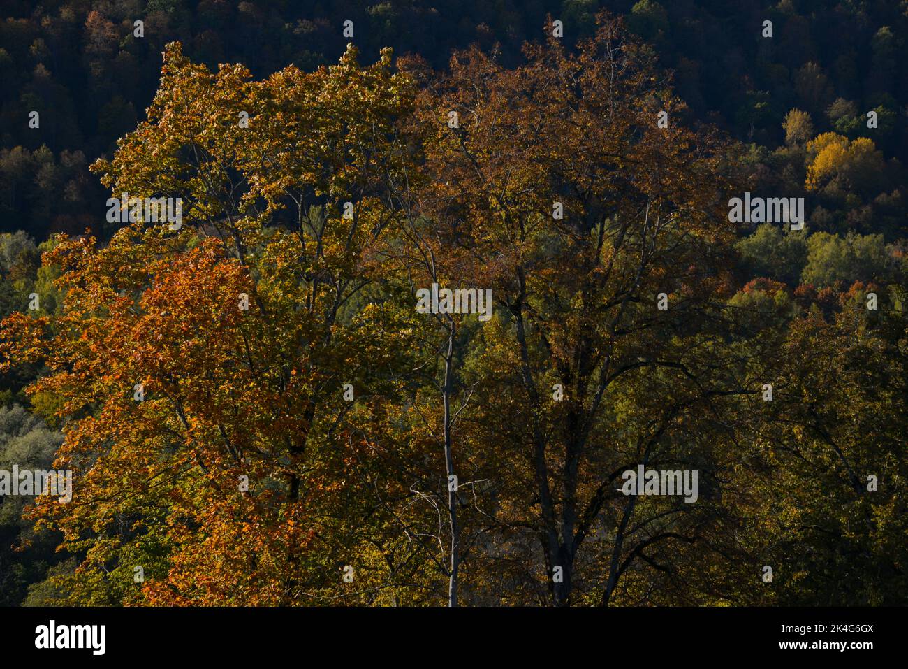 Orange horizon plantation hi-res stock photography and images - Alamy