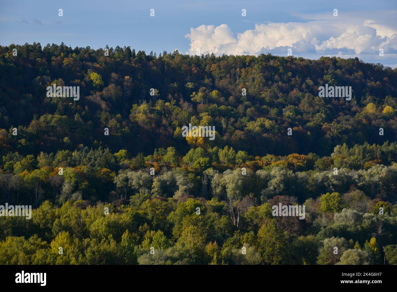 Beautiful autumn landscape with tree tops colored in yellow, orange ...