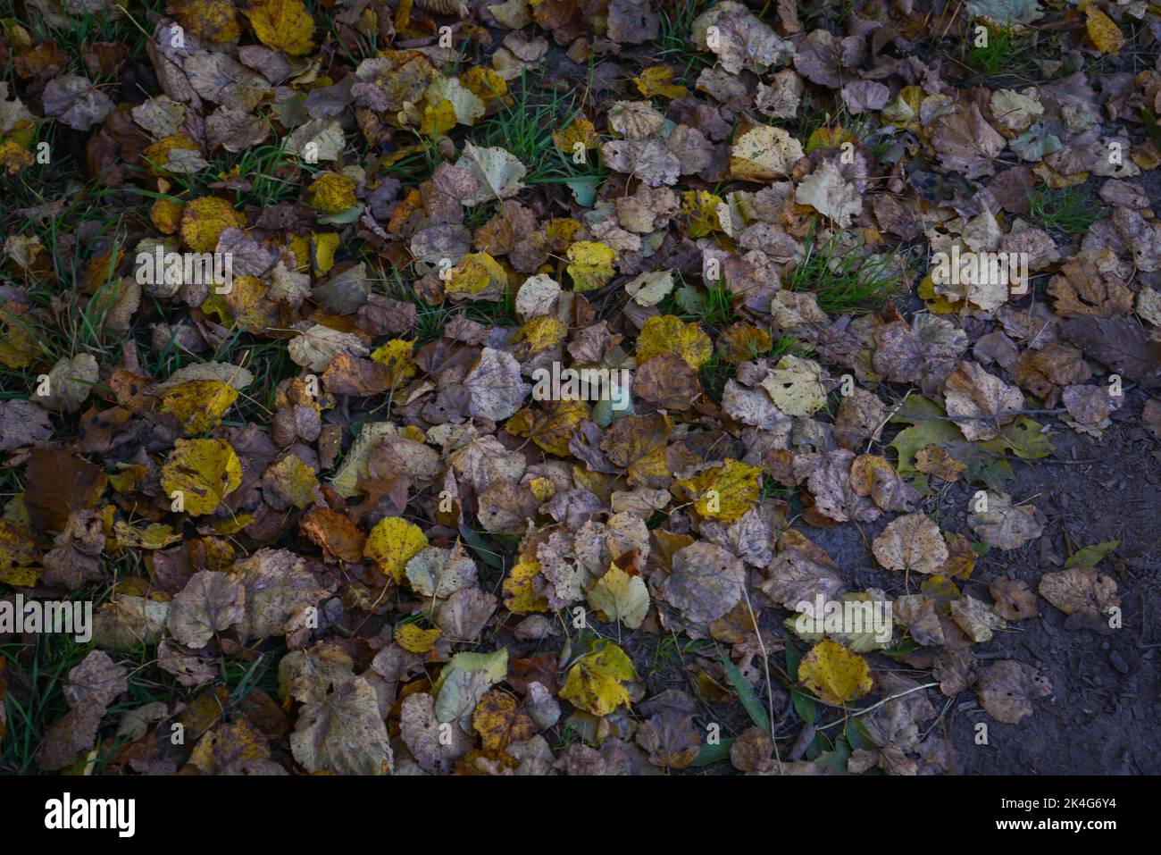 Yellow and brown dead autumn tree leaves on green grass ground. View ...